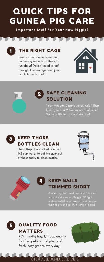 Quick Tips For Guinea Pig Care - Charlie and The Pips