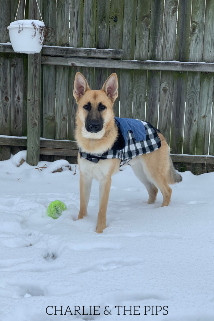 How To Know If You're Ready For A Dog - Charlie and The Pips
